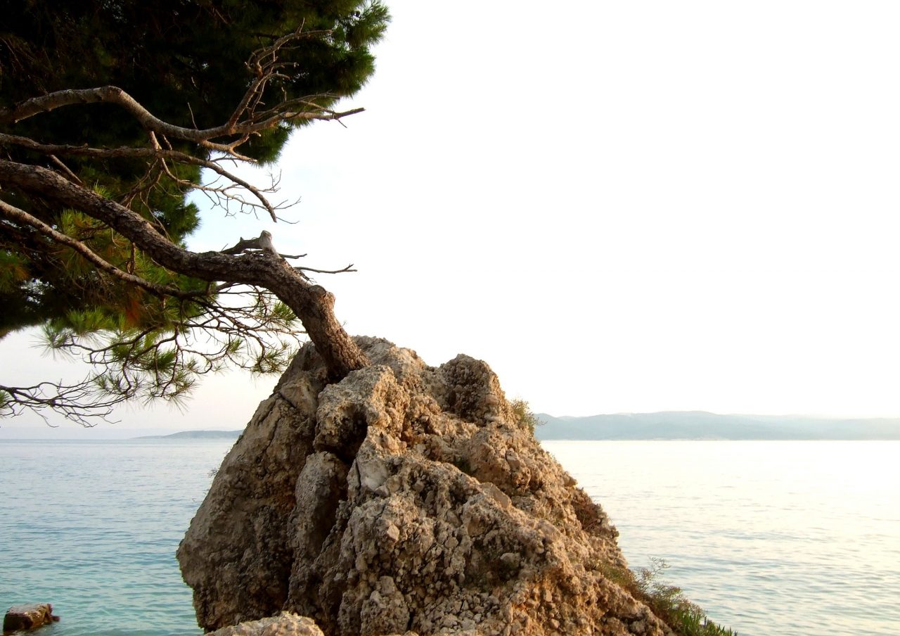 The tree that grew on a rock – Made in Cosmos